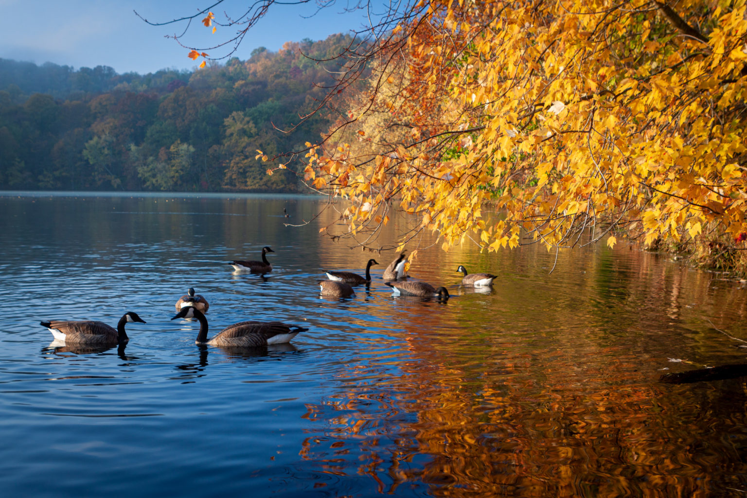 History | Friends of Radnor Lake | Tennessee's First Natural Area