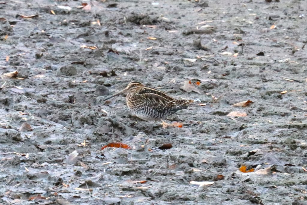 Wilson Snipe spotted at Radnor Lake - Friends of Radnor Lake