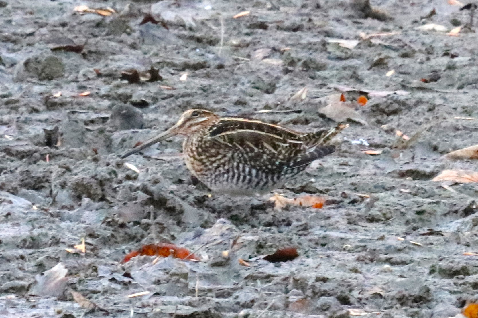 Wilson Snipe spotted at Radnor Lake - Friends of Radnor Lake