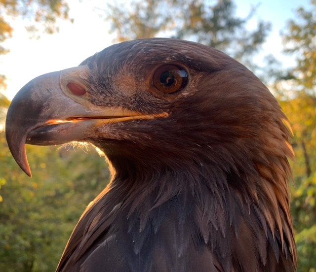 Barbara J. Mapp Aviary Open House Highlights on October 12, 2022 ...