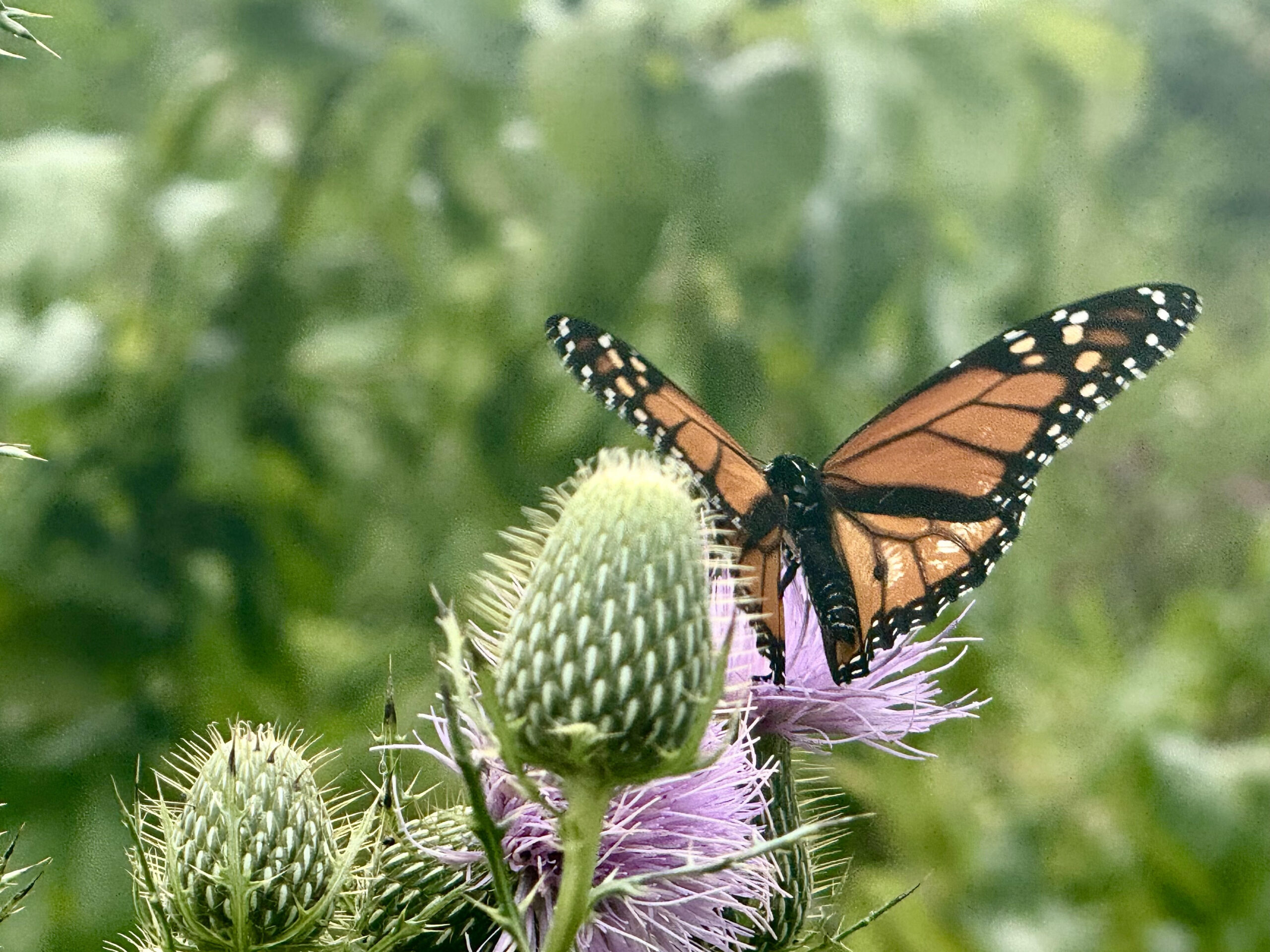 Natural Habitats Restored To Help Monarchs Spread Their Wings Amidst ...