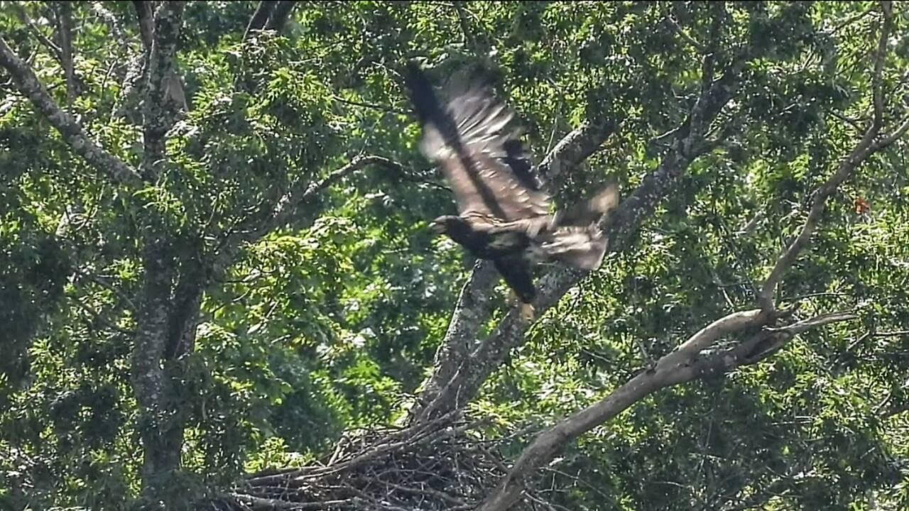 Eagle Watch: A Baby American Eagle Is Expected To Take It’s First ...